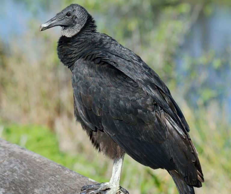 Spotting New York Blackbirds and Black Birds: A Comprehensive Guide ...