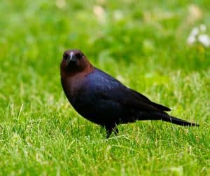 33 Common Backyard birds in Kentucky - Birdwatching Central