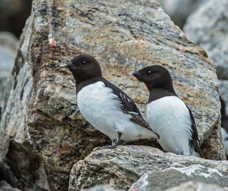 A Guide to Blackbirds and Black Birds in Connecticut - Birdwatching Central