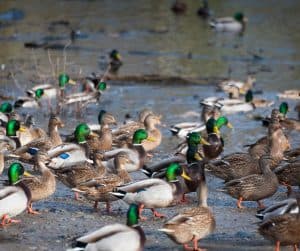 25 Ducks in Oklahoma – A Guide with ID, Tips, and Photos - Birdwatching ...