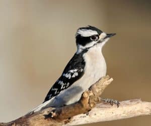 33 Common Backyard birds in Kentucky - Birdwatching Central