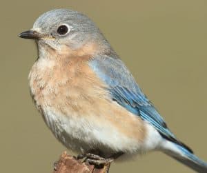 33 Common Backyard birds in Kentucky - Birdwatching Central