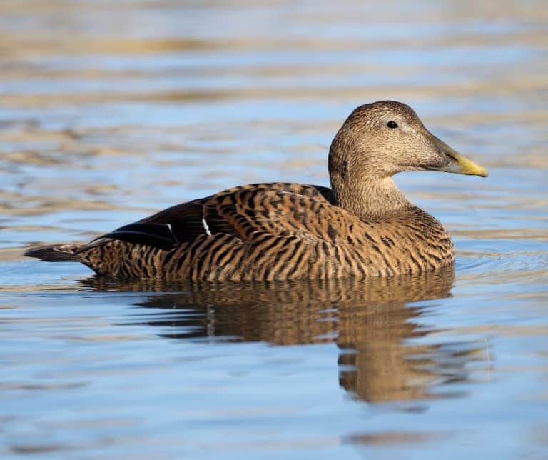 27 Ducks in Maryland - Birdwatching Central