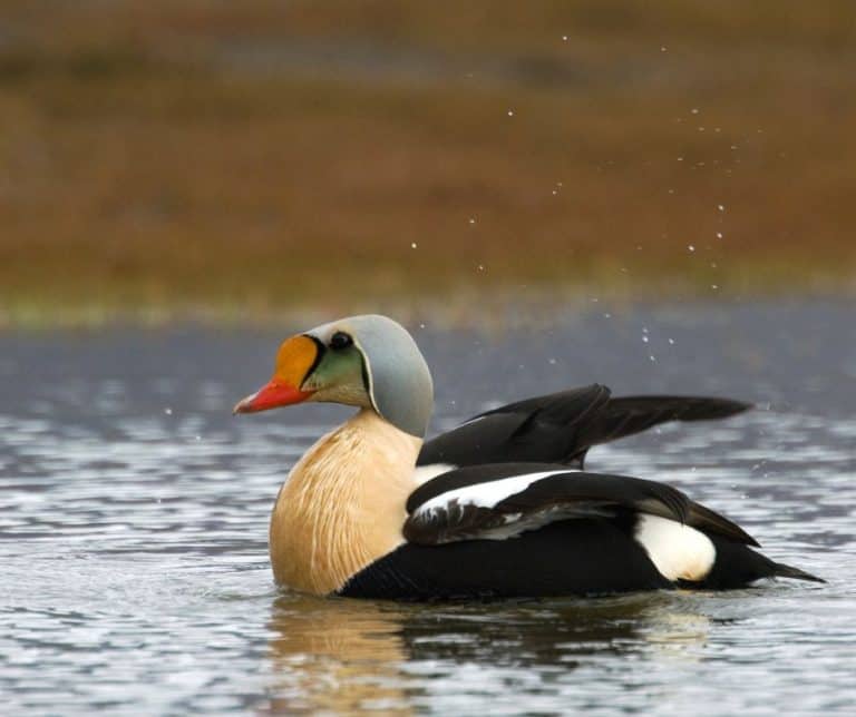 28 Ducks in Maine with pictures - Birdwatching Central