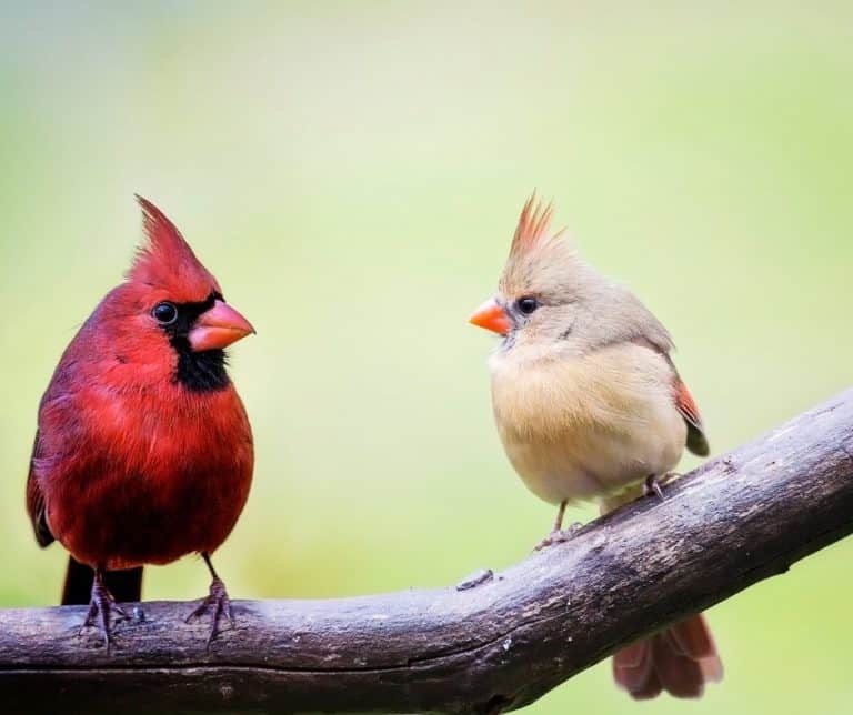 33 Common Backyard birds in Kentucky - Birdwatching Central