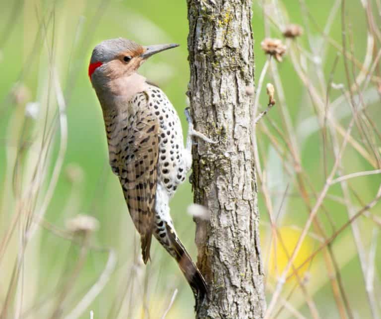 35 Backyard Birds In Illinois Birdwatching Central