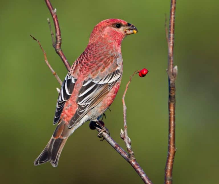 37 Backyard Birds in Vermont with photos - Birdwatching Central