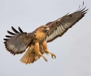 10 Hawks in Indiana - Birdwatching Central