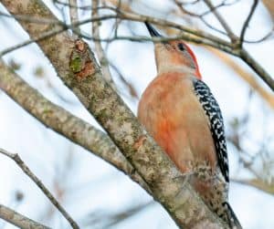 28 Backyard Birds in New Jersey - Birdwatching Central