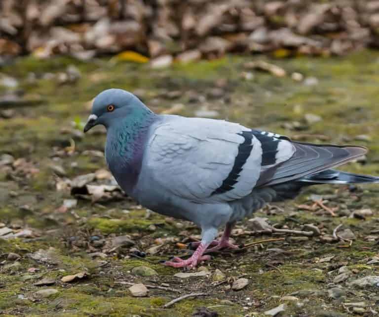 35 Backyard Birds in Alaska with Pictures & Audio - Birdwatching Central
