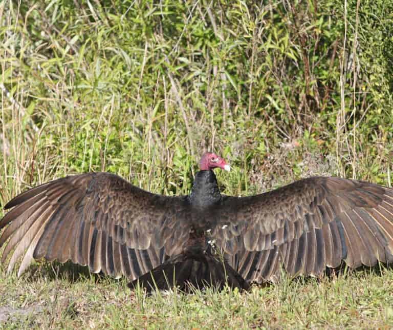 Spotting New York Blackbirds and Black Birds: A Comprehensive Guide ...