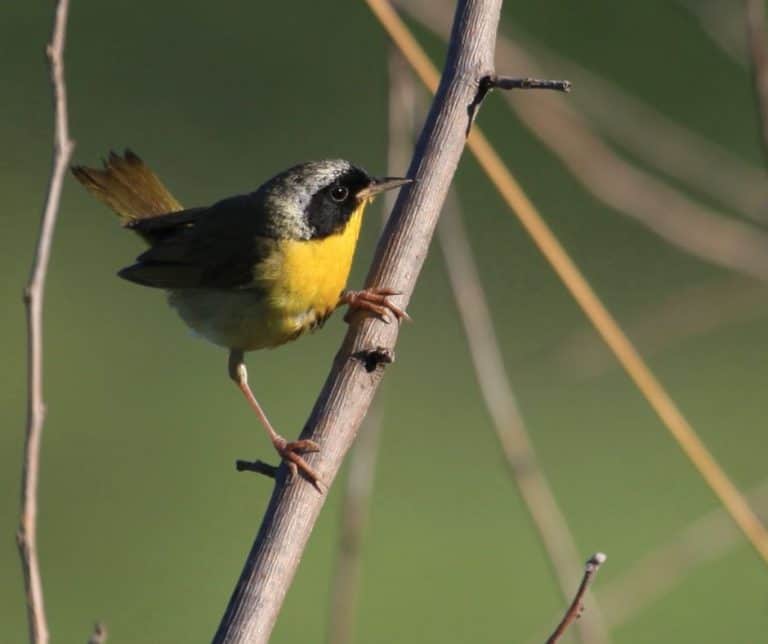 33 Common Backyard Birds in Pennsylvania - Birdwatching Central