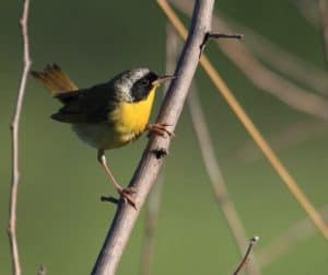 38 Species of Backyard Birds in Nebraska (Pictures) - Birdwatching Central