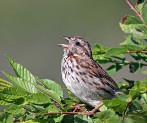 38 Backyard Birds in Minnesota - Birdwatching Central