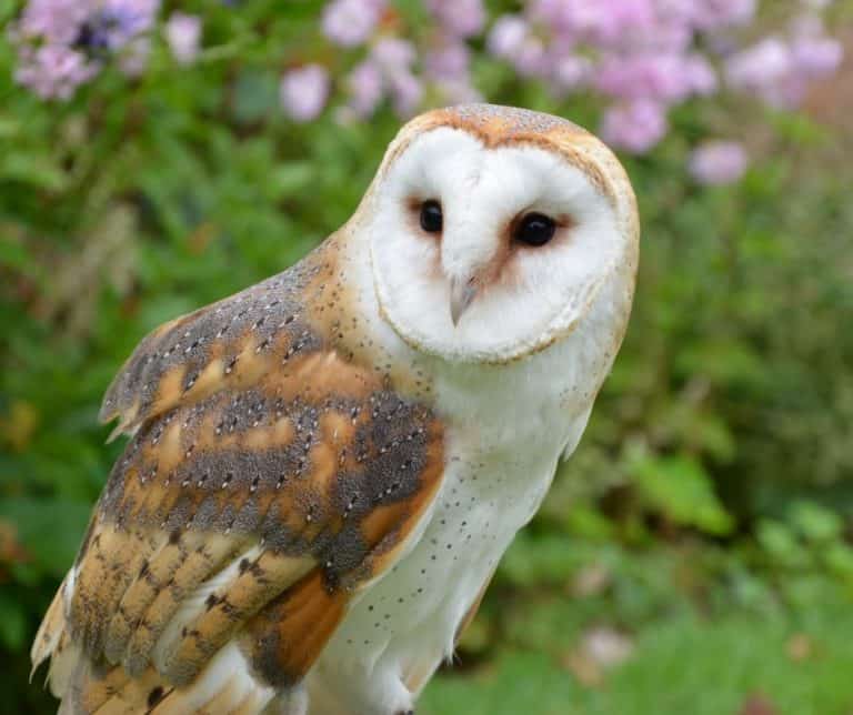 8 Owls in Missouri - Birdwatching Central