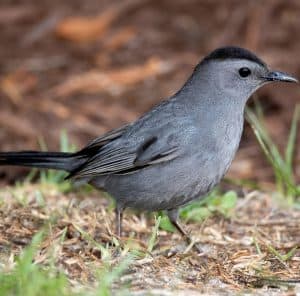 35 Backyard Birds In Illinois Birdwatching Central
