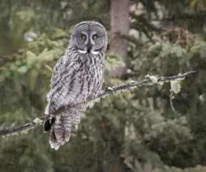 11 Owls in Vermont - Birdwatching Central