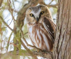 11 Owls in New Hampshire - Birdwatching Central
