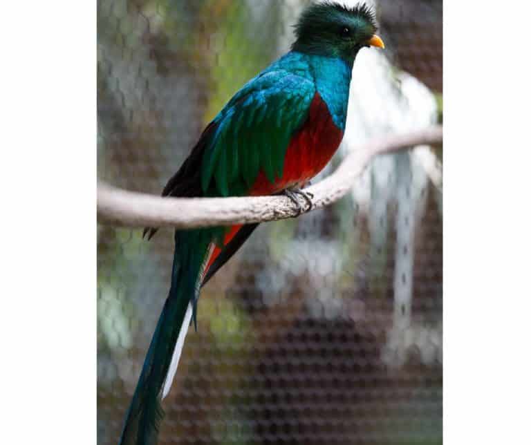 Birds that Start with “Q” - Birdwatching Central