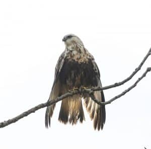 9 Hawks in Virginia - Birdwatching Central