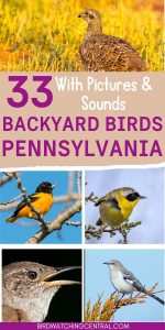 33 Common Backyard Birds in Pennsylvania - Birdwatching Central