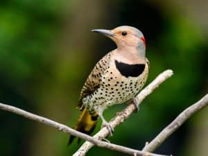 35 Backyard Birds in Utah - Birdwatching Central