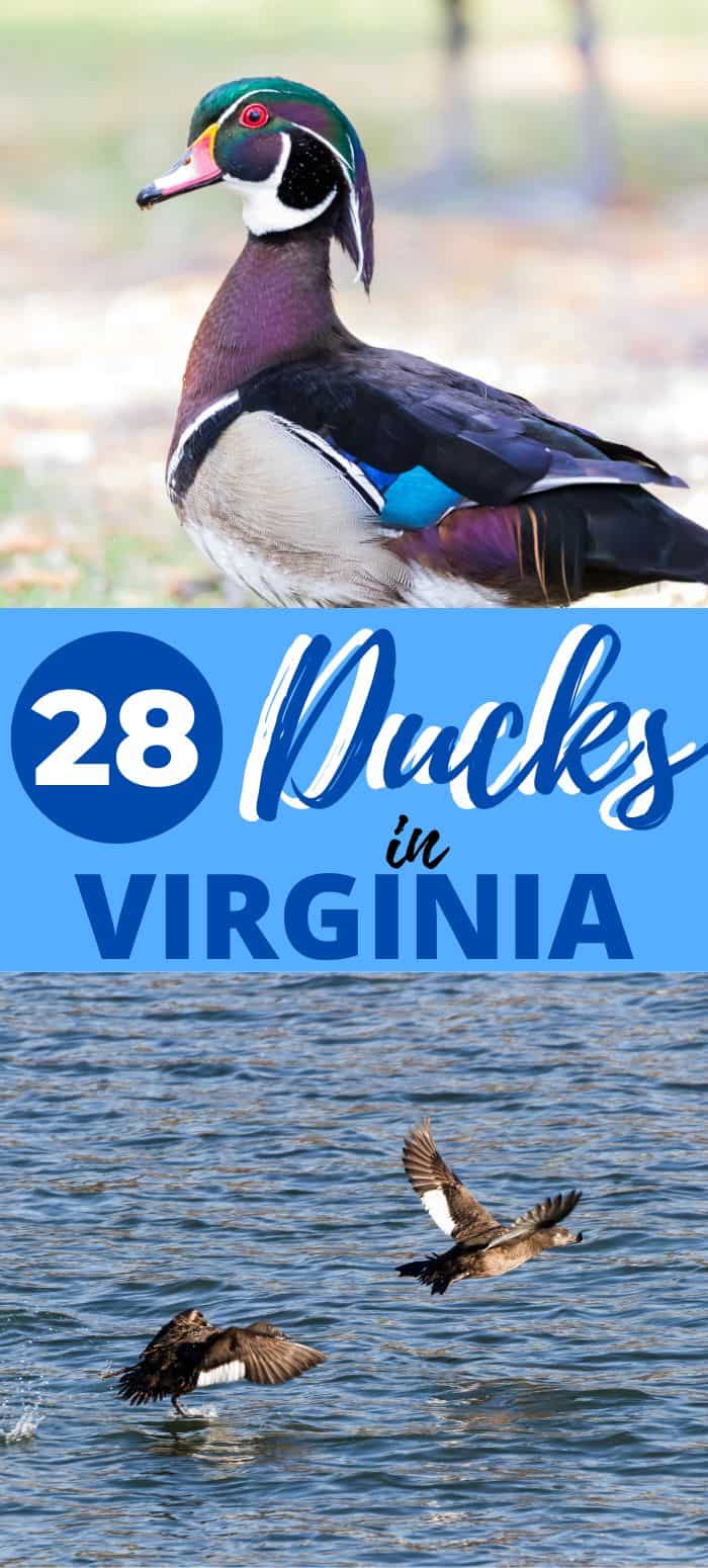 28 Ducks in Virginia - Birdwatching Central
