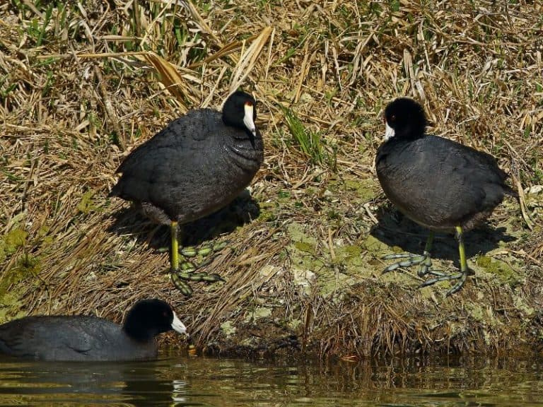 A Guide to Blackbirds and Black Birds in Connecticut - Birdwatching Central
