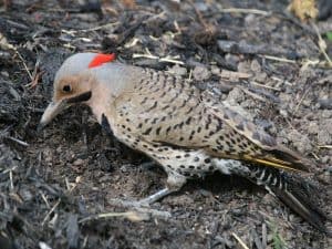35 Backyard Birds in Washington State - Birdwatching Central