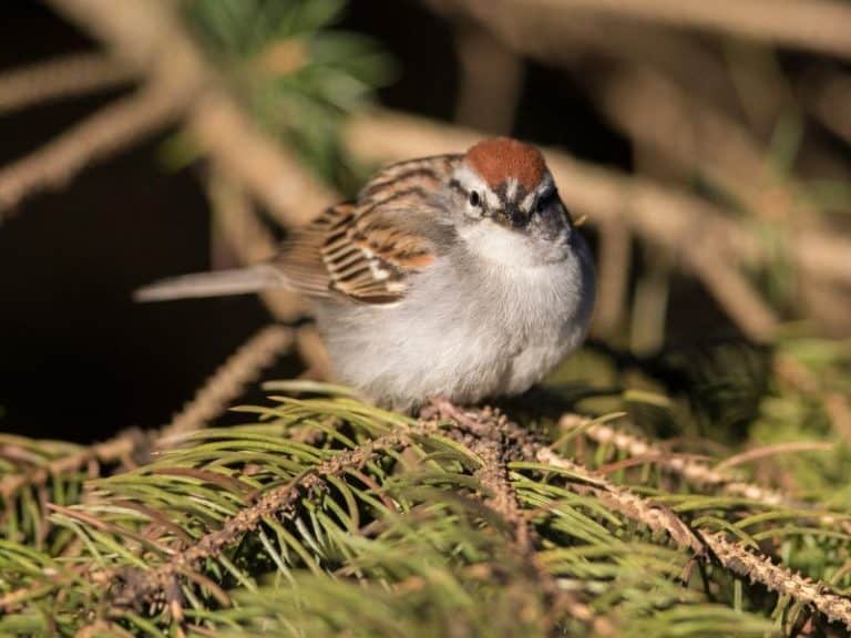 35 common backyard birds in Kansas with pictures - Birdwatching Central
