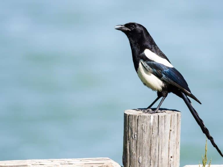 35 Backyard Birds in Washington State - Birdwatching Central