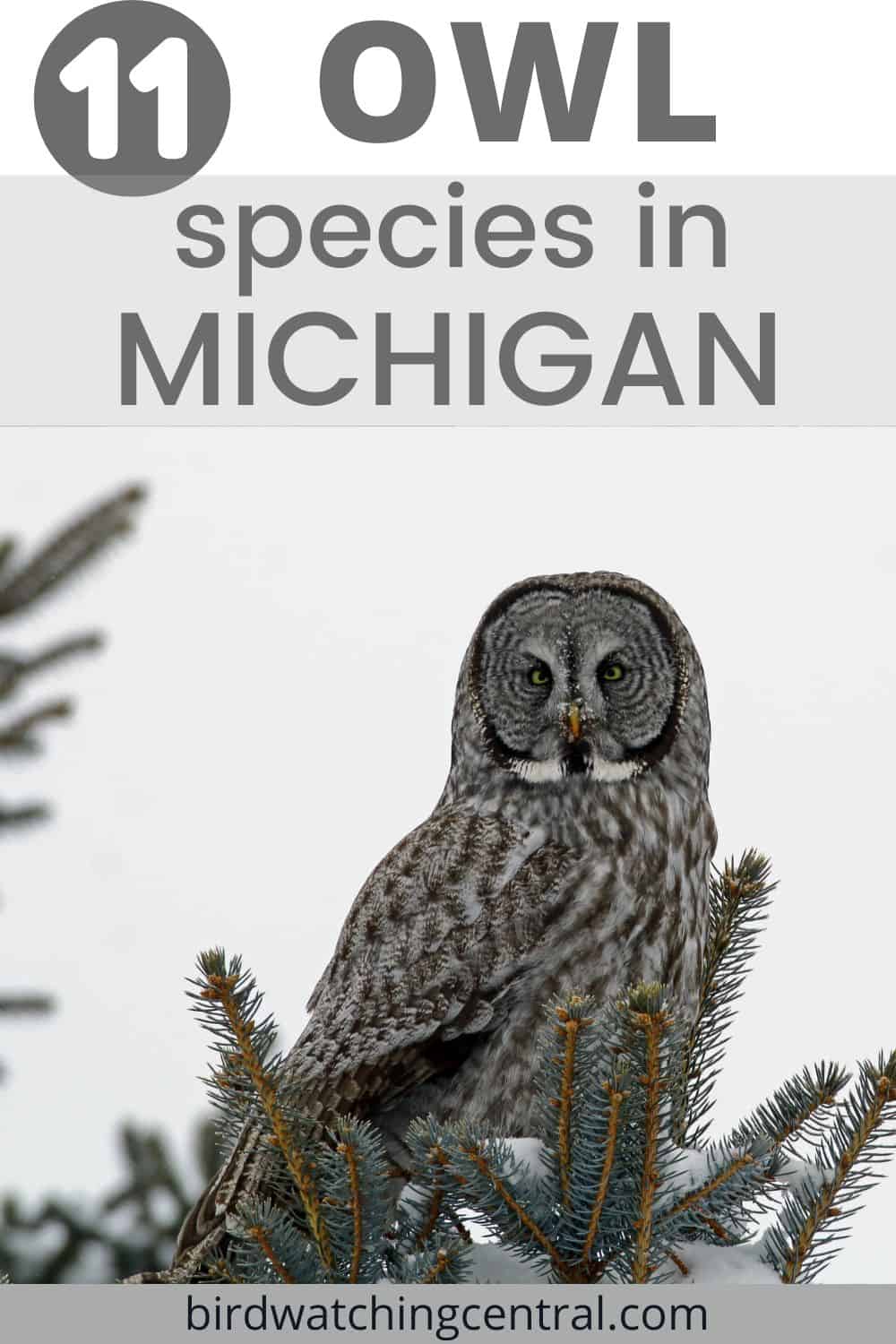 11 Owls in Michigan - Birdwatching Central
