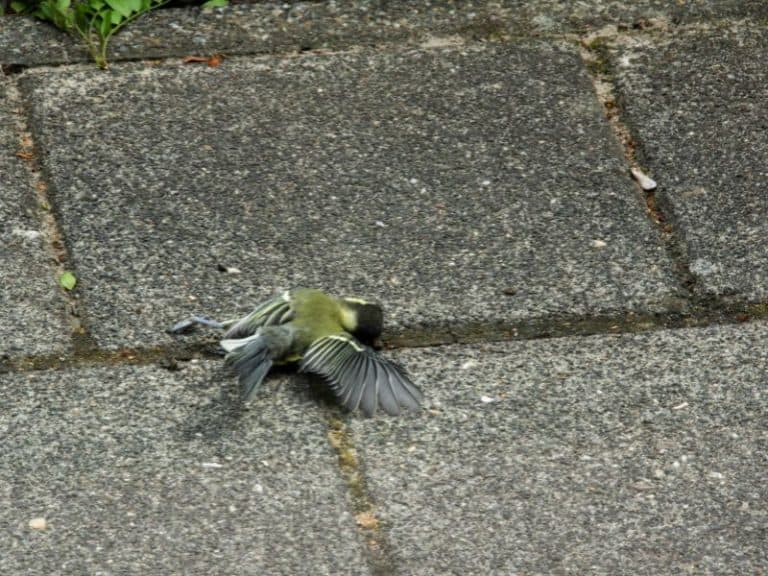 How to tell if a bird is stunned or dead? - Birdwatching Central