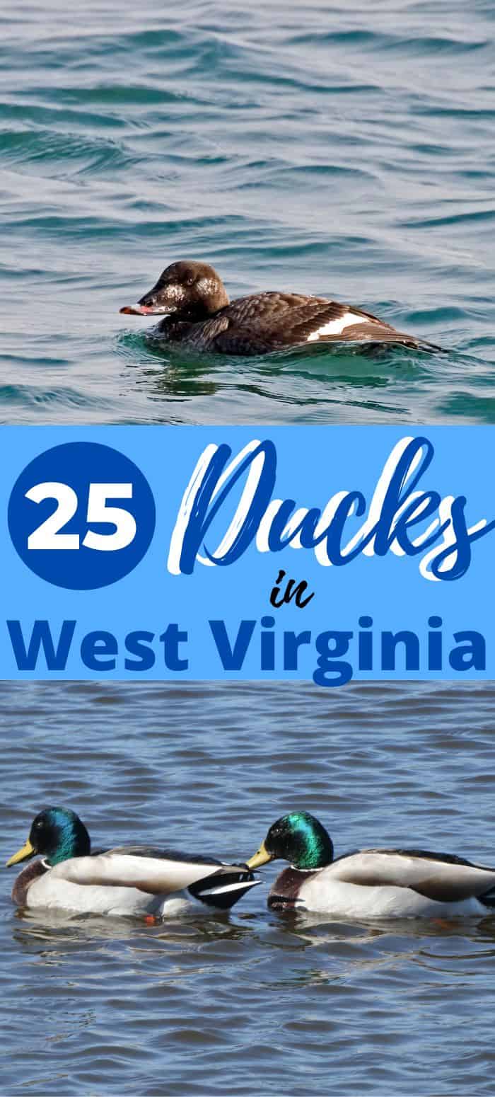 25 Ducks in West Virginia - Birdwatching Central
