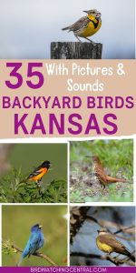 35 common backyard birds in Kansas with pictures - Birdwatching Central