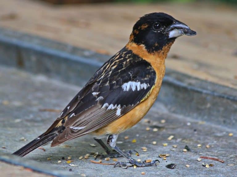 35 Backyard Birds in Washington State - Birdwatching Central