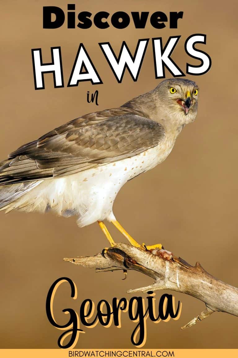 7 Hawks in Georgia - Birdwatching Central