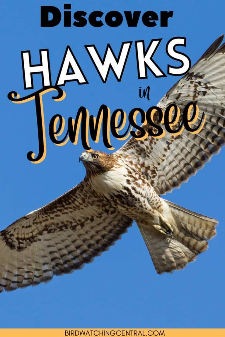10 Hawks in Tennessee - Birdwatching Central