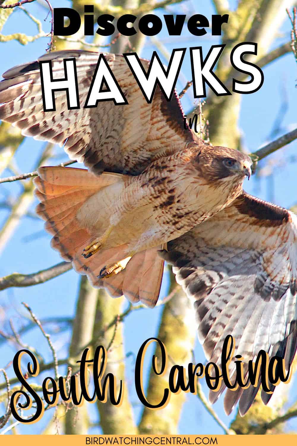 7 Hawks in South Carolina - Birdwatching Central