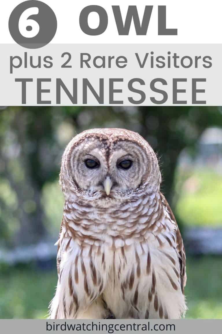 6 Owls in Tennessee (and 2 Rare Winter Visitors) - Birdwatching Central