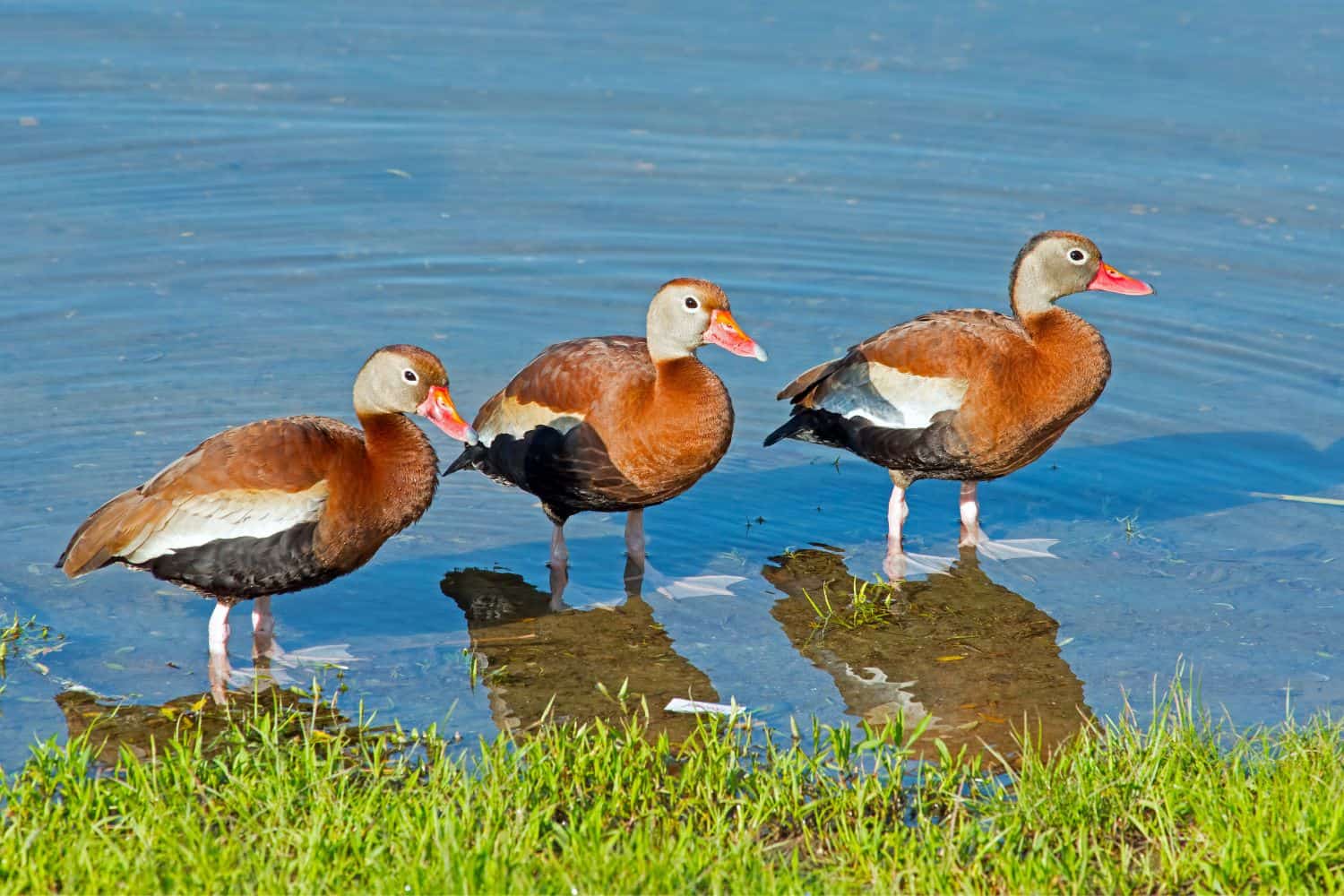 27 Ducks in Georgia - Birdwatching Central