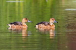 27 Ducks in Georgia - Birdwatching Central