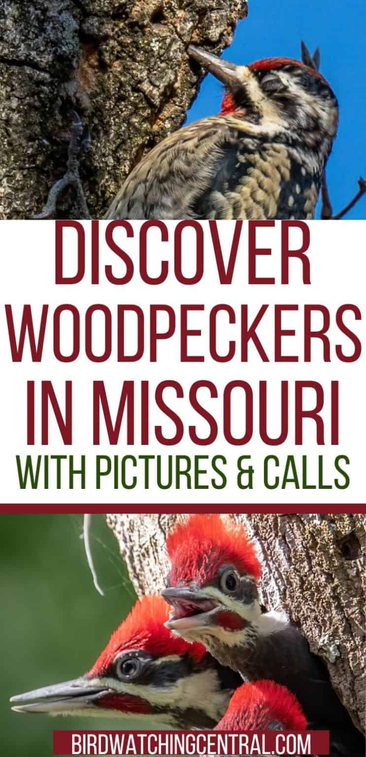 Discover 7 Species of woodpeckers in Missouri - Birdwatching Central