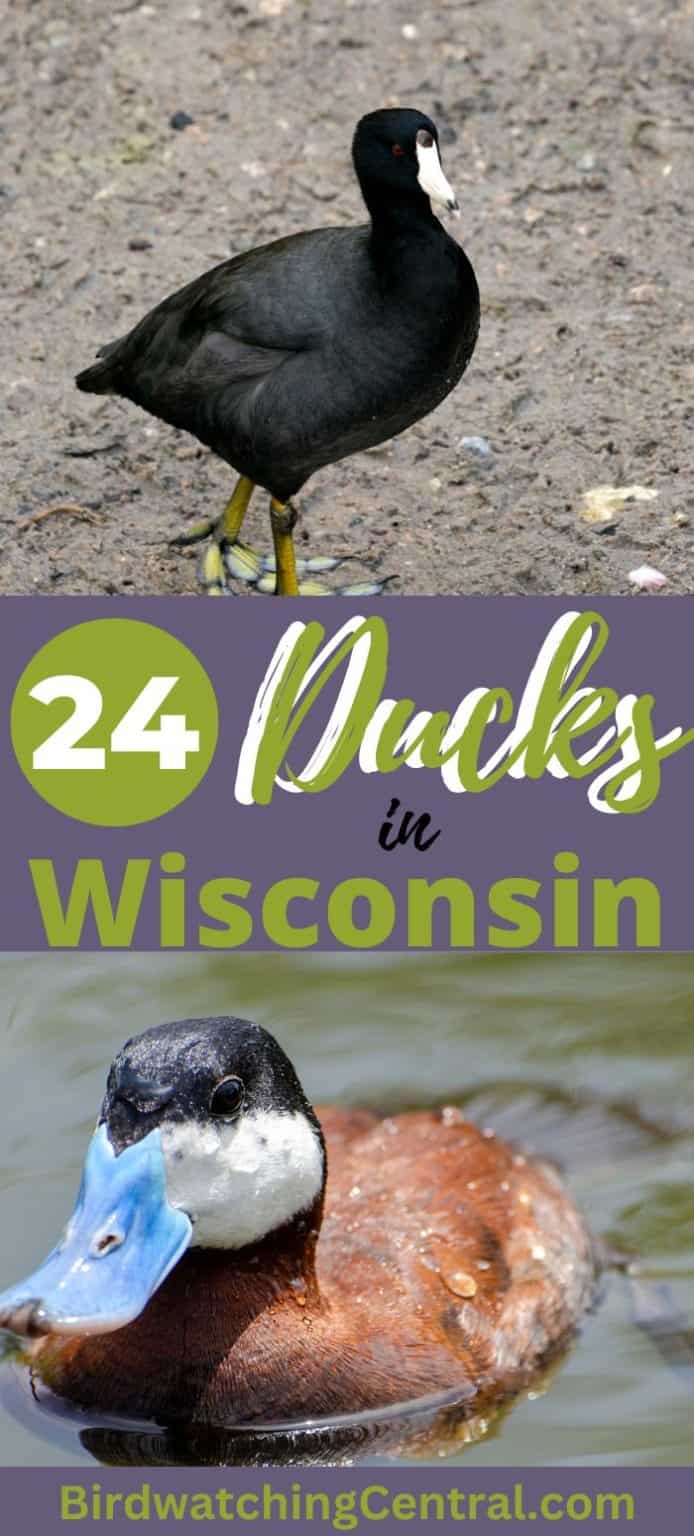 24 Ducks in Wisconsin - Birdwatching Central