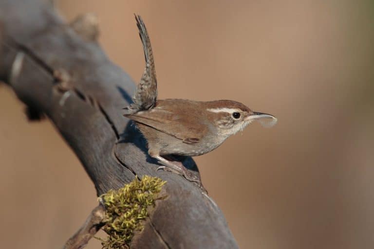 35 Backyard Birds in Washington State - Birdwatching Central