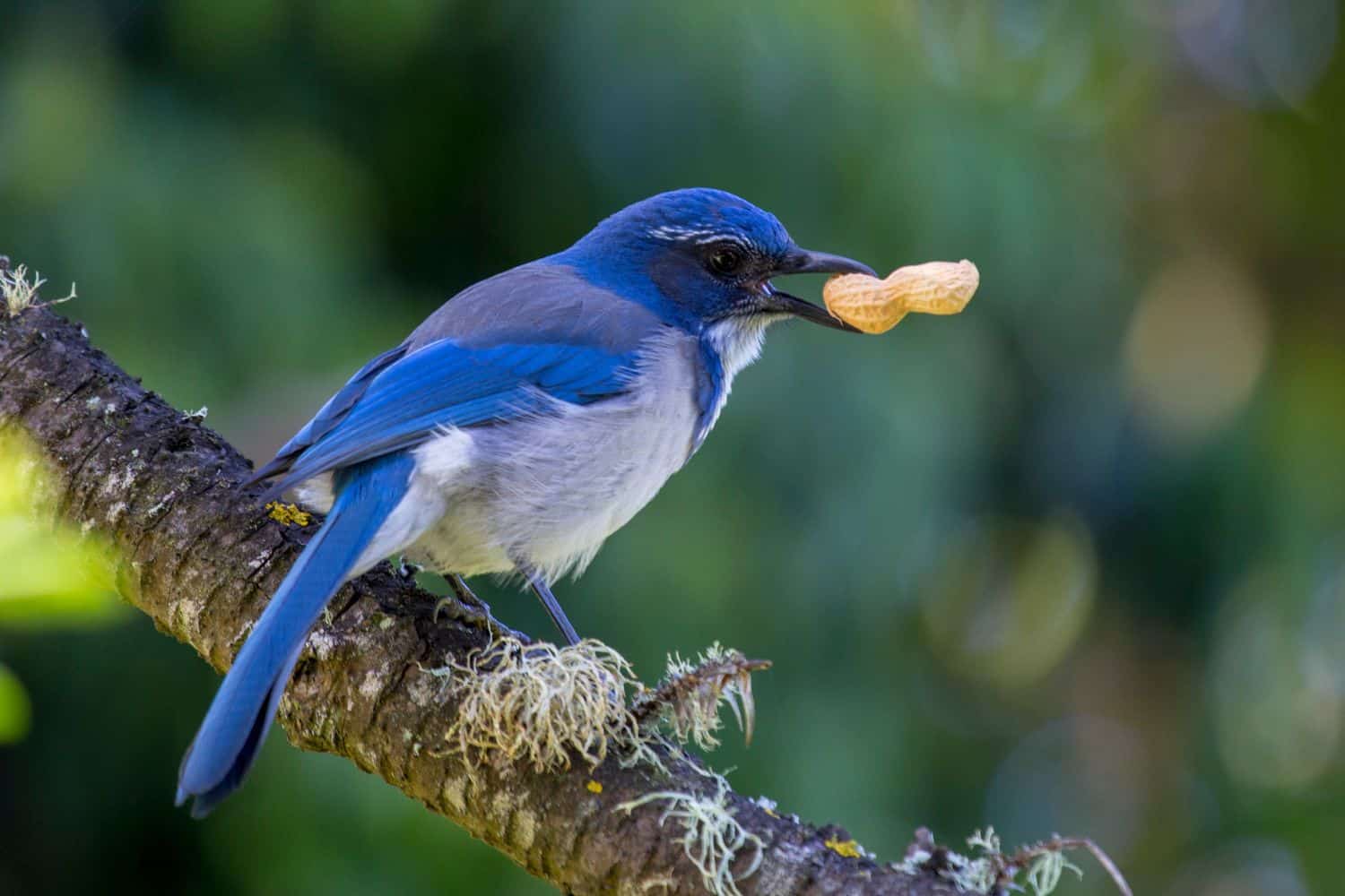 Unveiling the Mystery: Are Blue Cardinals Real? - Birdwatching Central