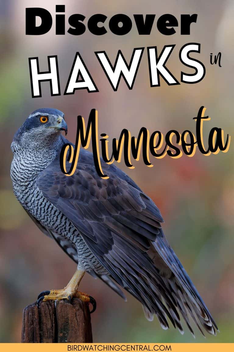 11 Hawks in Minnesota - Birdwatching Central
