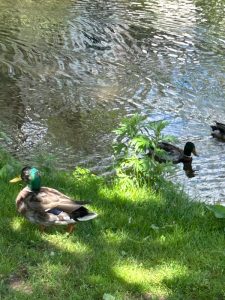 25 Ducks in Minnesota - Birdwatching Central