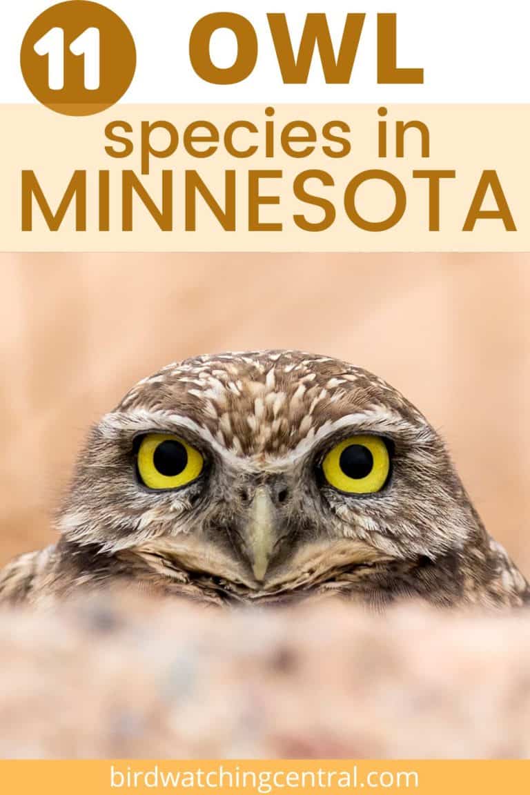 11 Owls in Minnesota - Birdwatching Central
