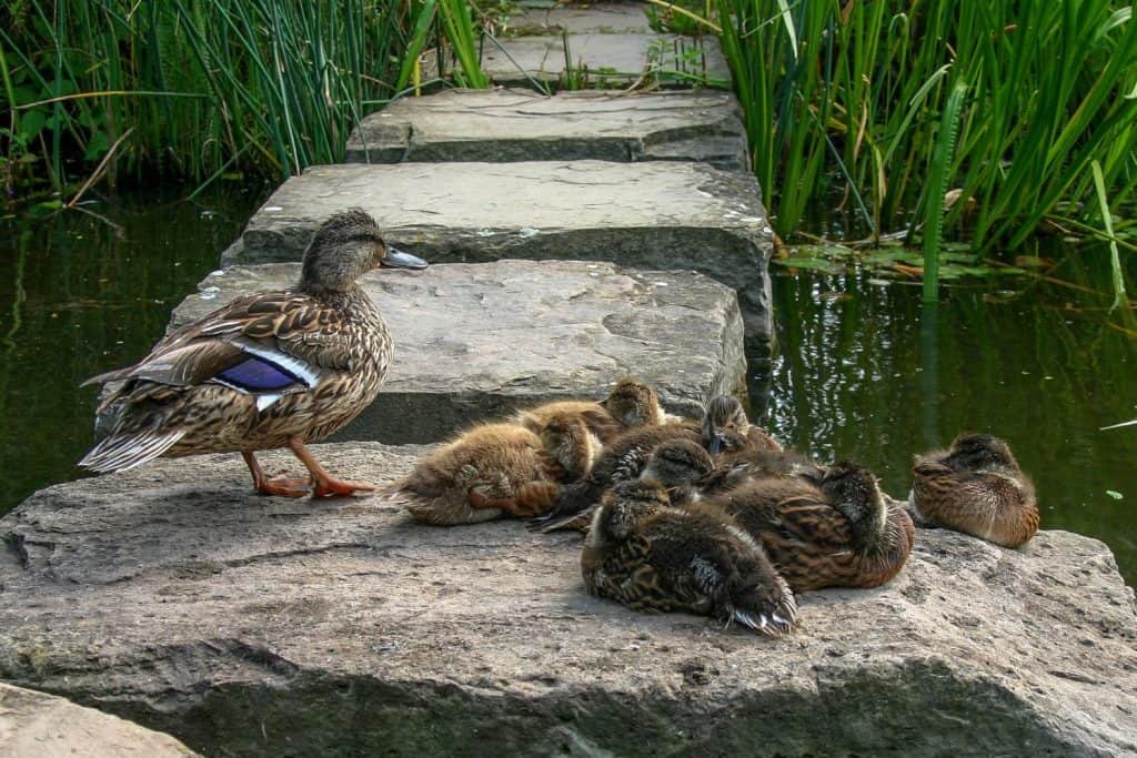 25 Ducks in Minnesota - Birdwatching Central